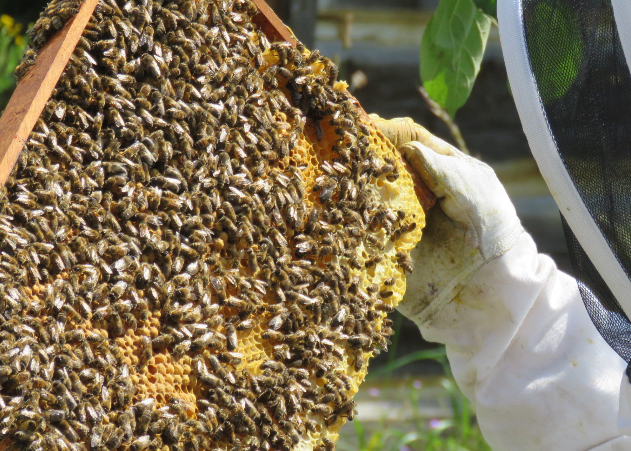 Hobby: Bees - How to make your own honey! - Grüne Woche